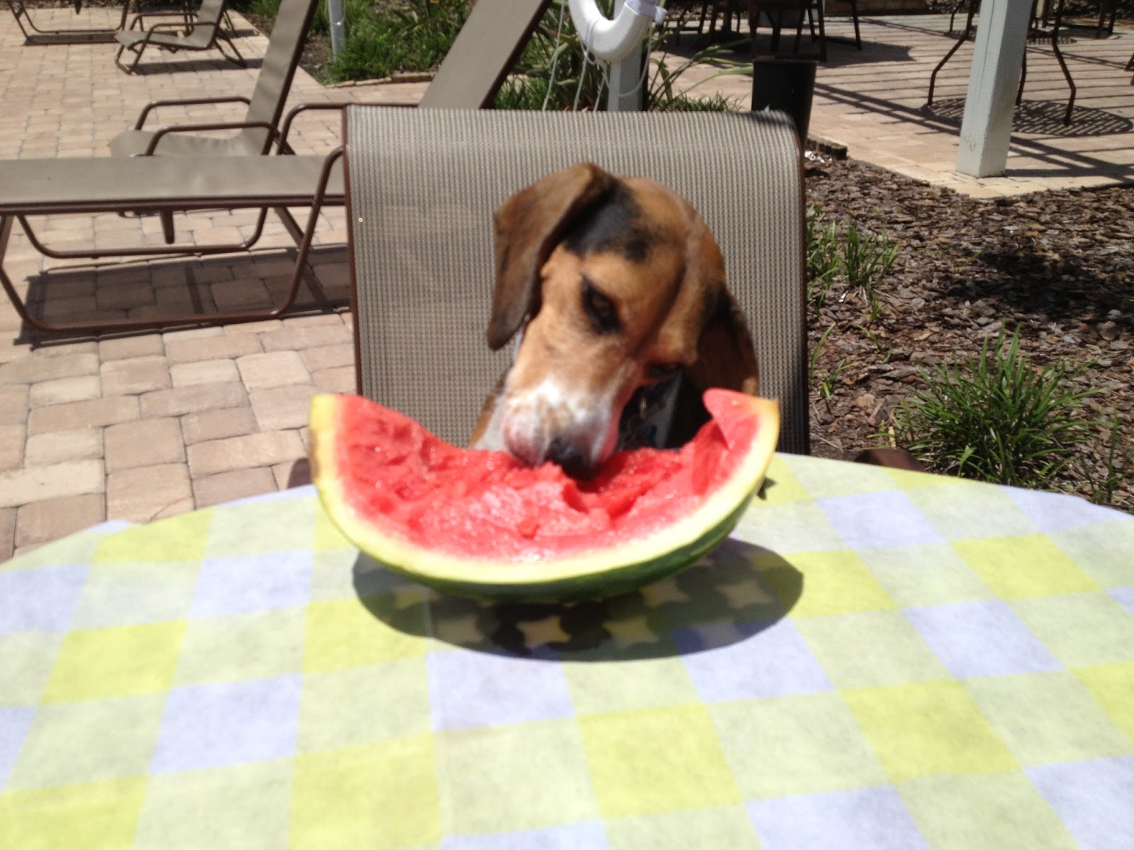 Life With Beagle: Planning a cookout? Summer food guide for dogs